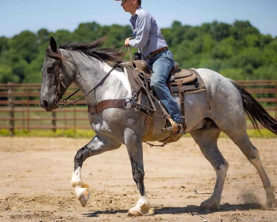 Cosmo - Quiet & Family Friendly 4 yo Blue Roan Percheron Cross Gelding!