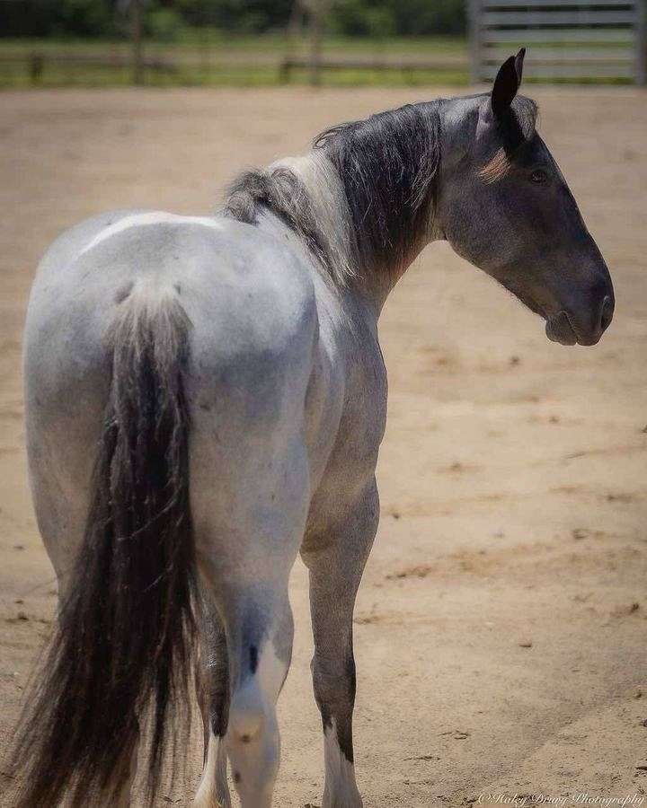 Cosmo - Quiet & Family Friendly 4 yo Blue Roan Percheron Cross Gelding!