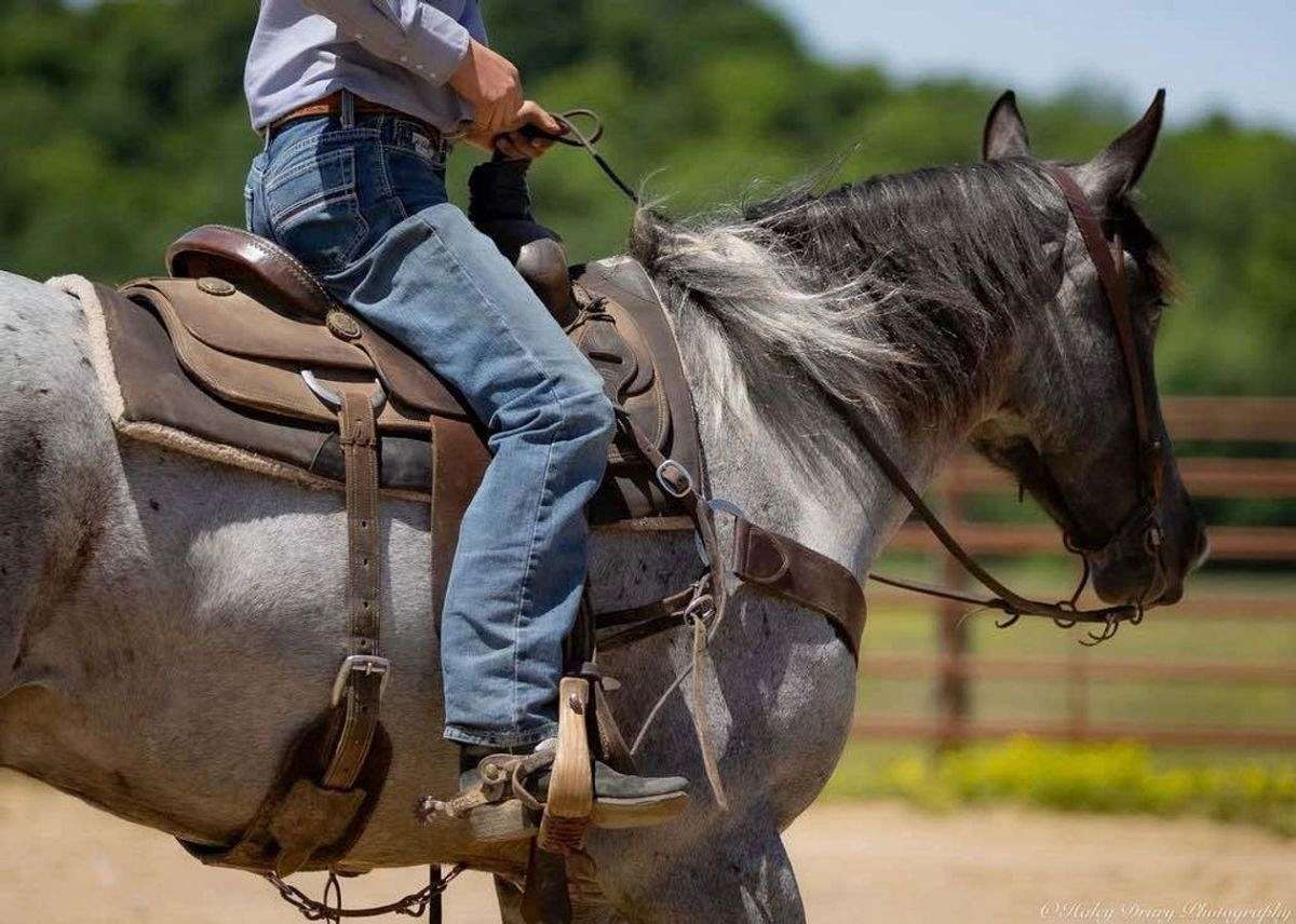 Cosmo - Quiet & Family Friendly 4 yo Blue Roan Percheron Cross Gelding!