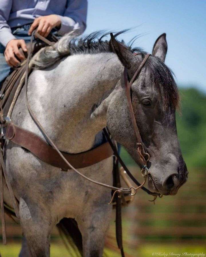Cosmo - Quiet & Family Friendly 4 yo Blue Roan Percheron Cross Gelding!