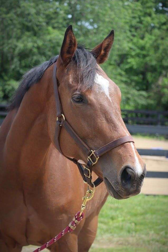 Top Thoroughbred Hunter Prospect!