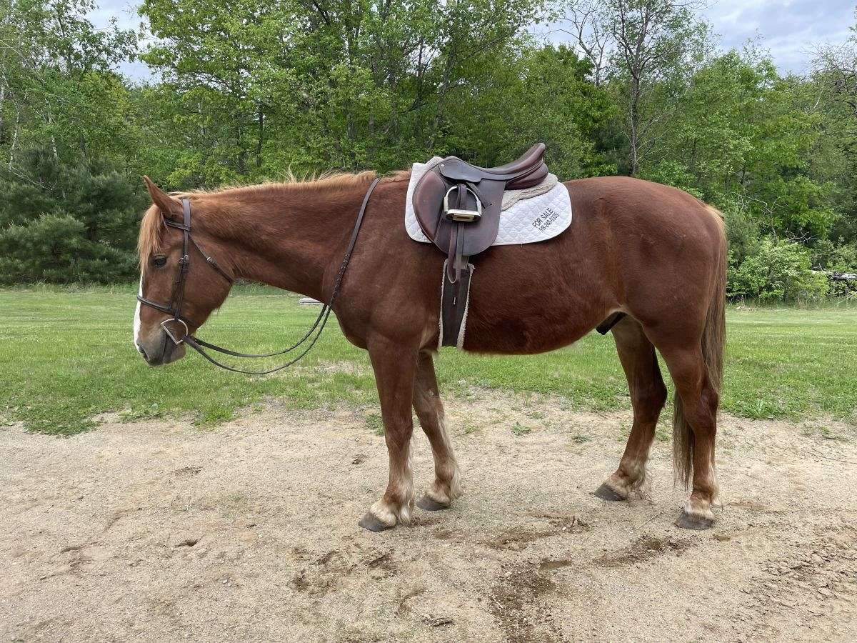 Draft Cross Looking for His New Trail Riding Partner