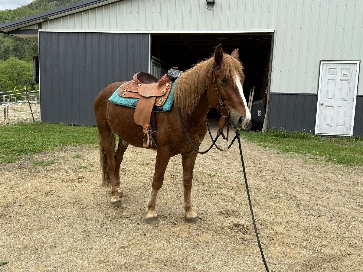 Draft Cross Looking for His New Trail Riding Partner