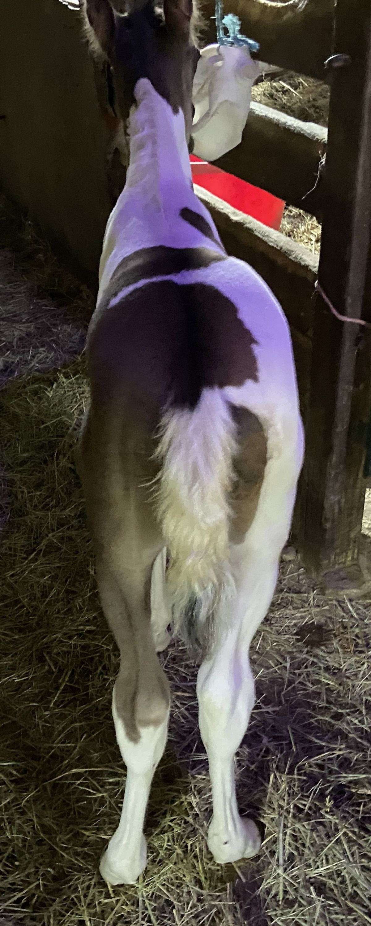Sale Pending-World Champion Pedigree W/Hall of Fame Black Tobiano Colt