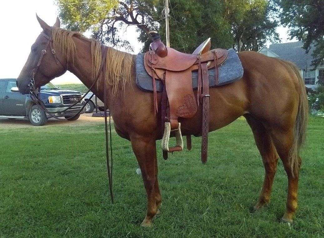 Good Looking Filly