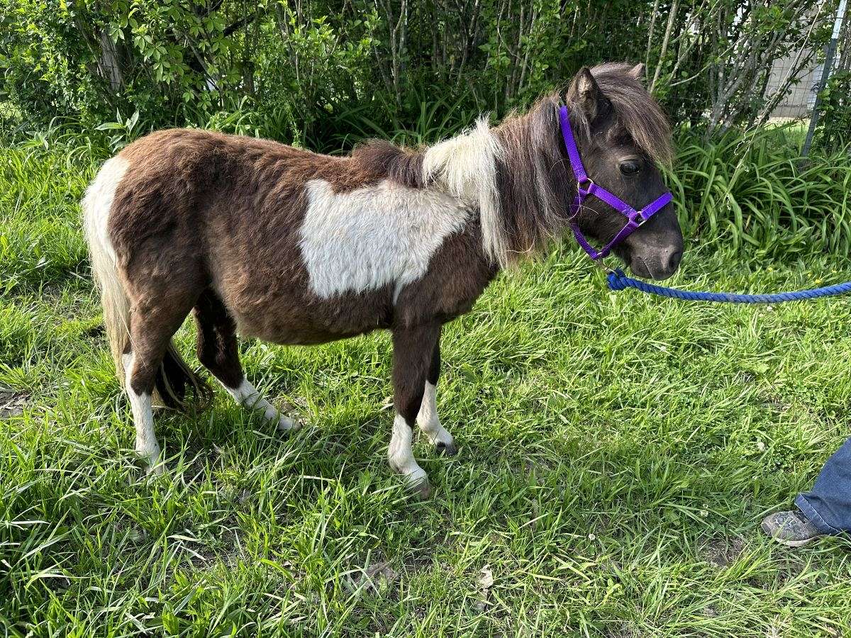 Cute and Friendly Pony - Teddy