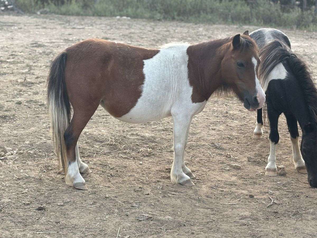 Registered Mini Paint Mare - Frito