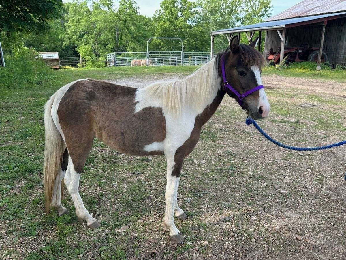 Chincoteague Pony Mare - Misty