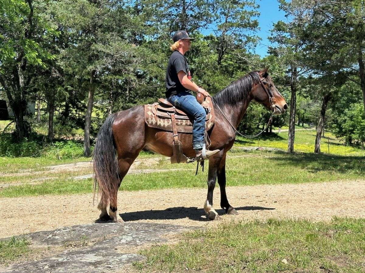 Gentle Fox Trotter Gelding Broke to Ride - Hershey