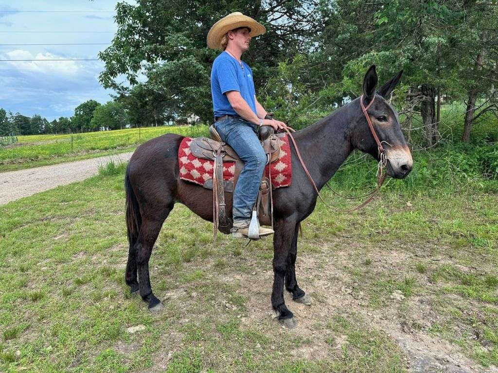 Nice Mule One the Entire Family Can Enjoy - Katie