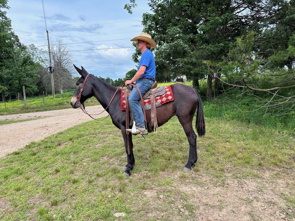 Nice Mule One the Entire Family Can Enjoy - Katie