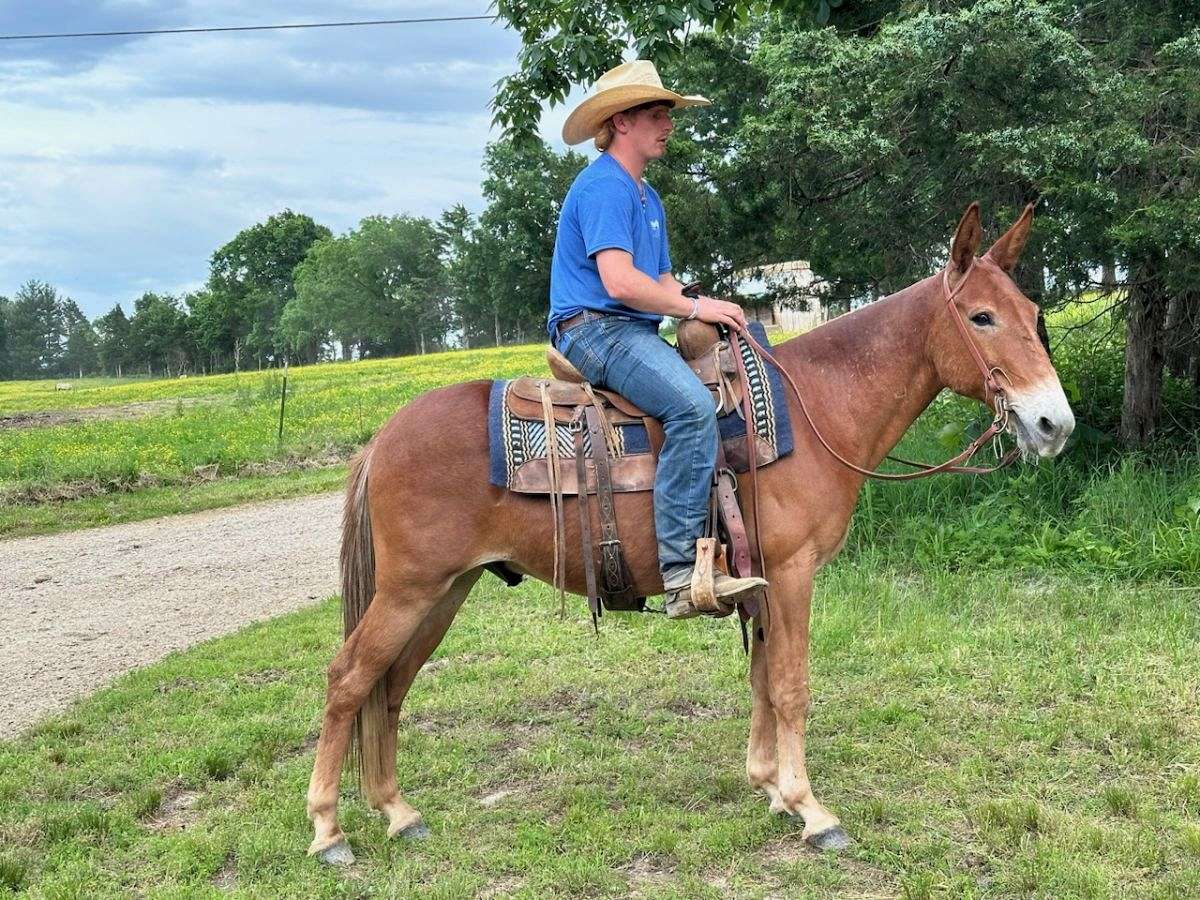 Mule That Has Been Trail Ridden All Over - Rich