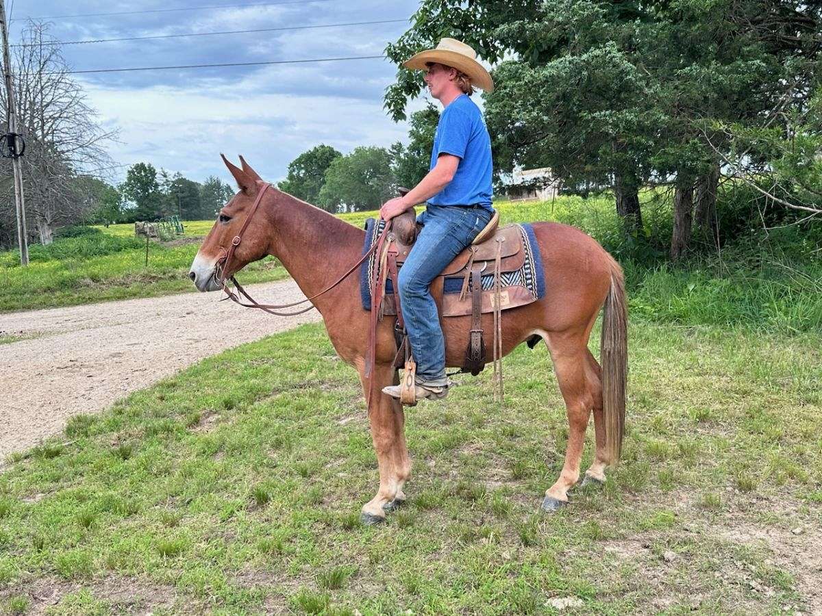 Mule That Has Been Trail Ridden All Over - Rich