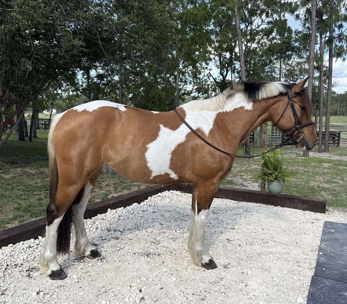 Dinnafash--Gypsy Cross Skewbald Paint Mare (2020)