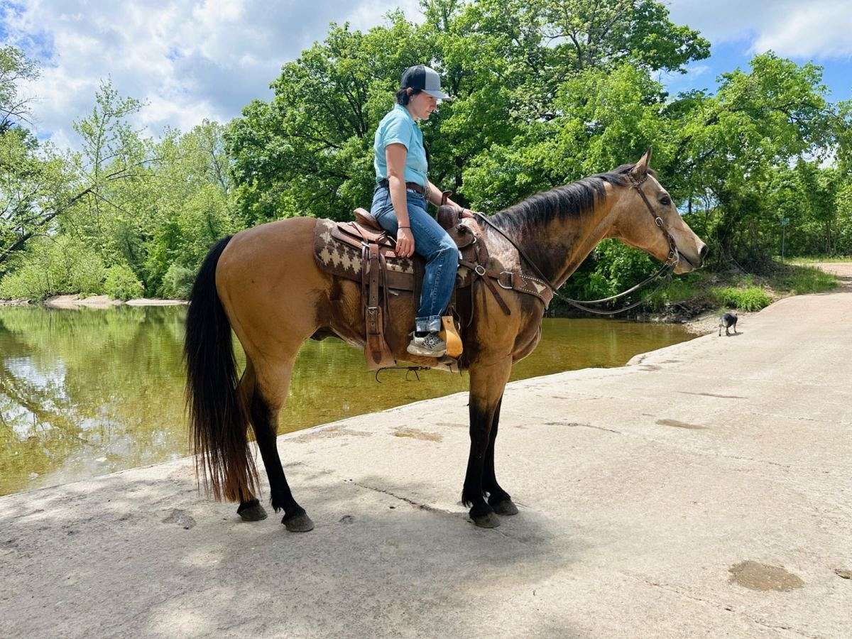 Been There Done That Buckskin Gelding - Troy