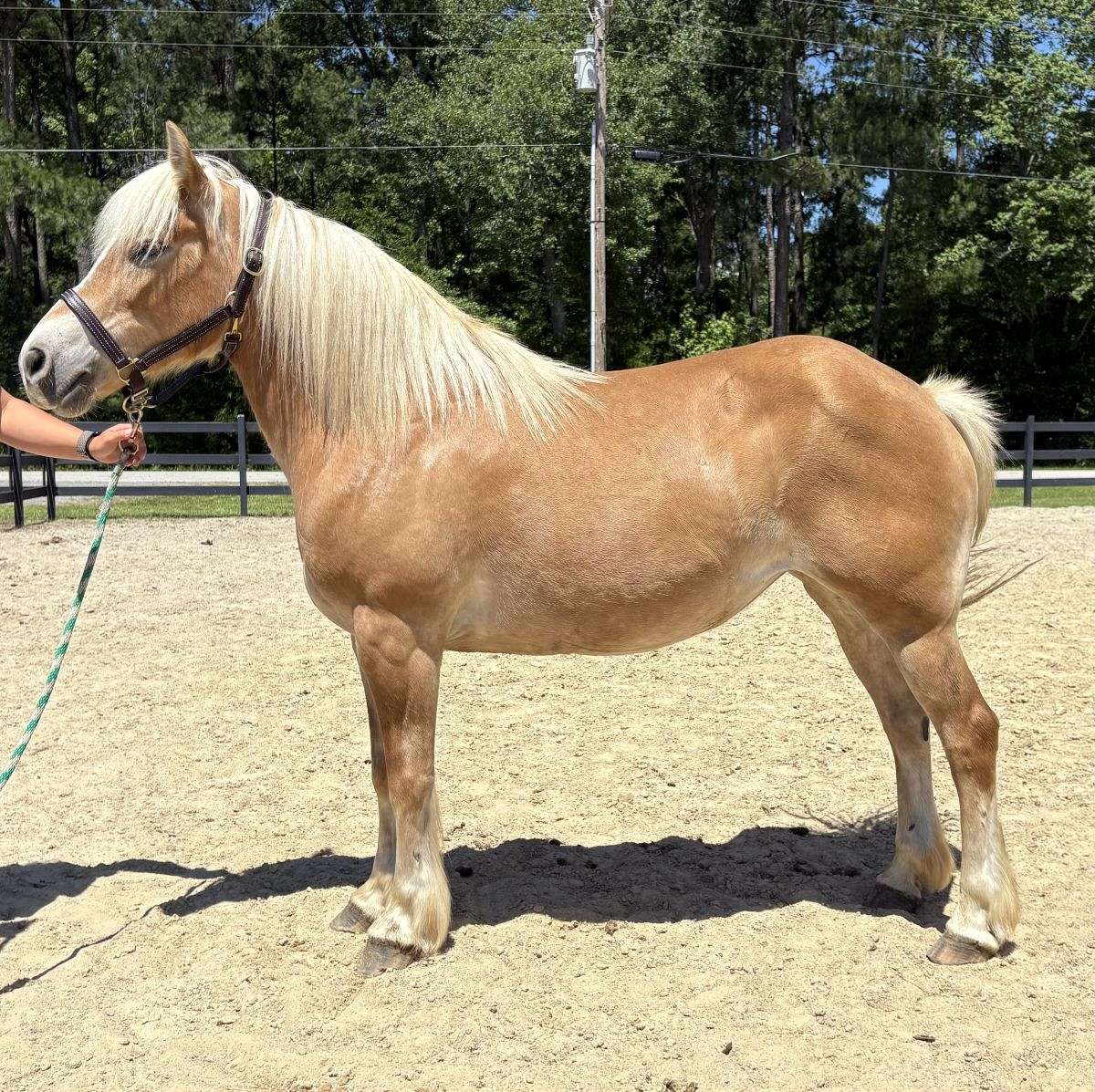 Sweet Haflinger Mare