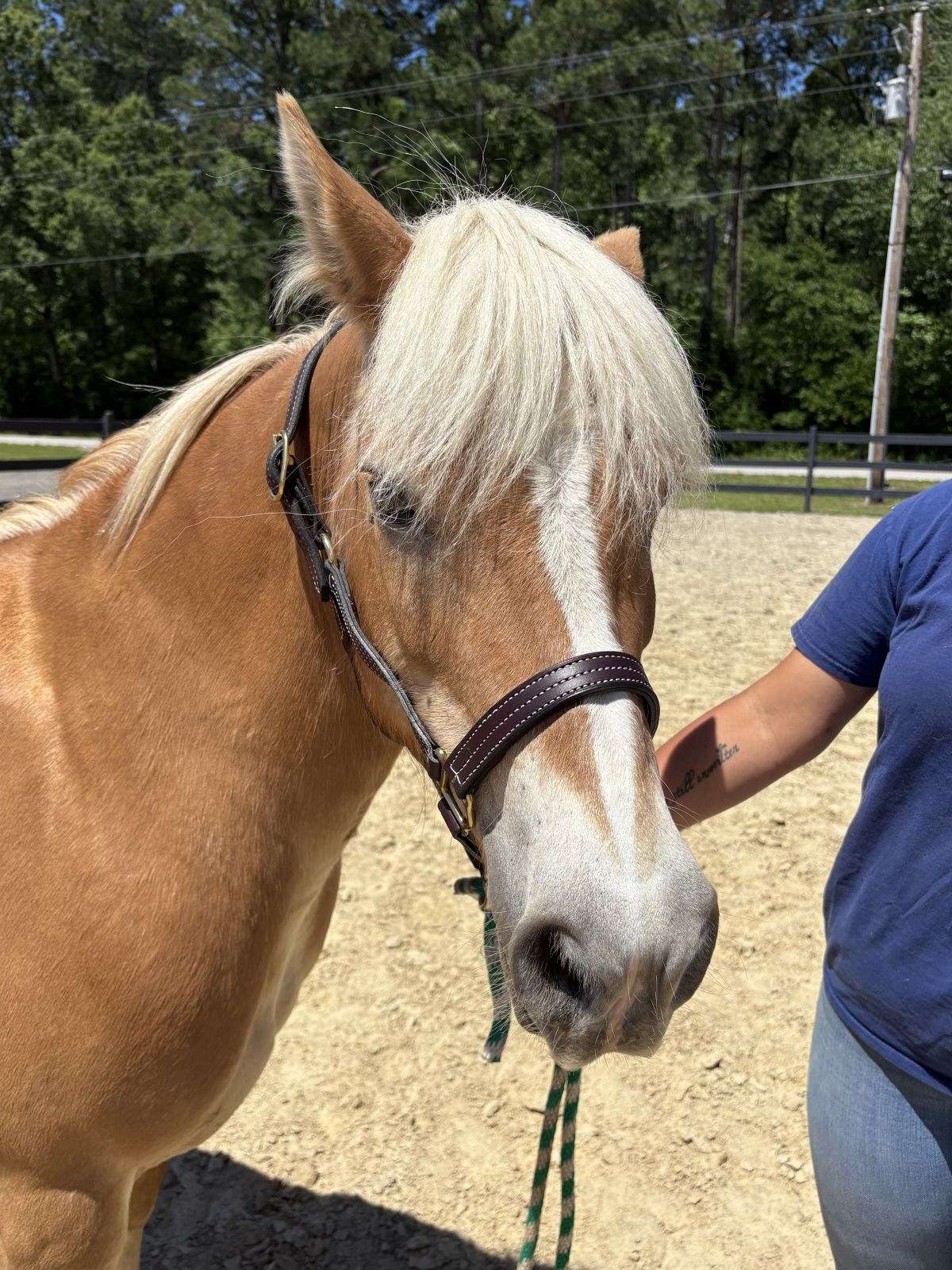 Sweet Haflinger Mare