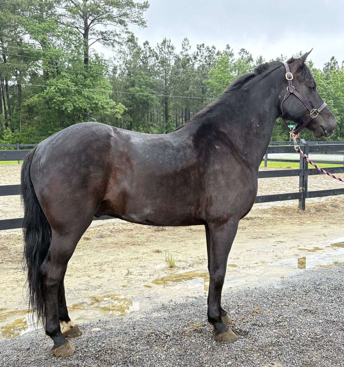 Registered Morgan Gelding