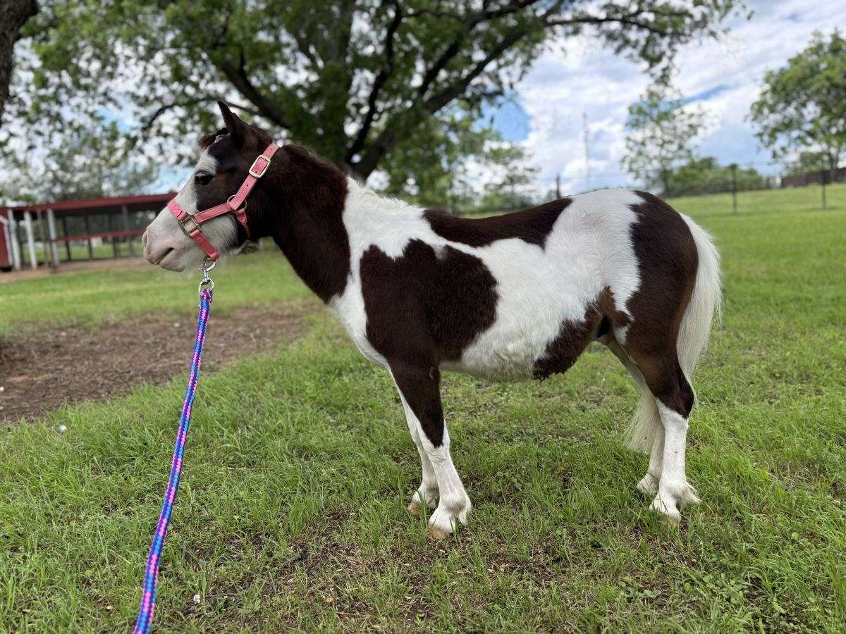 Tiny Miniature Stallion