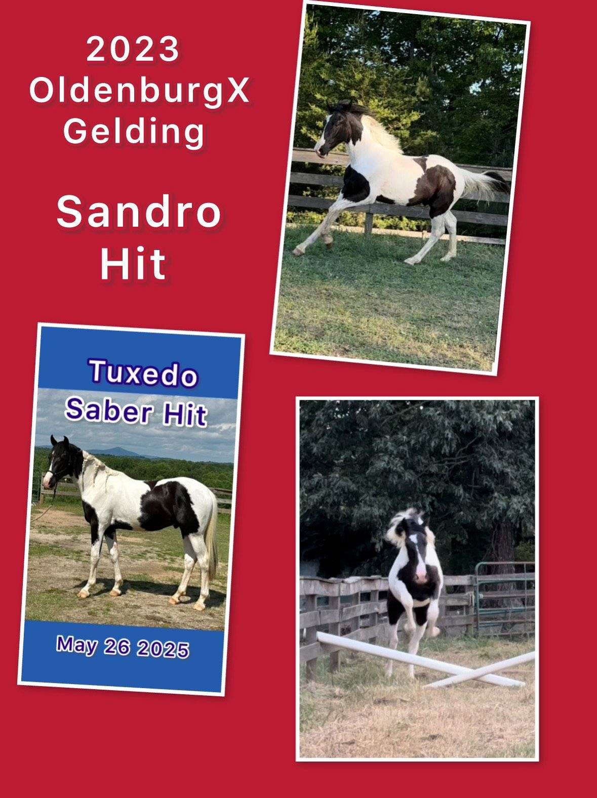 Pinto Oldenburgx Gelding Jump Prospect