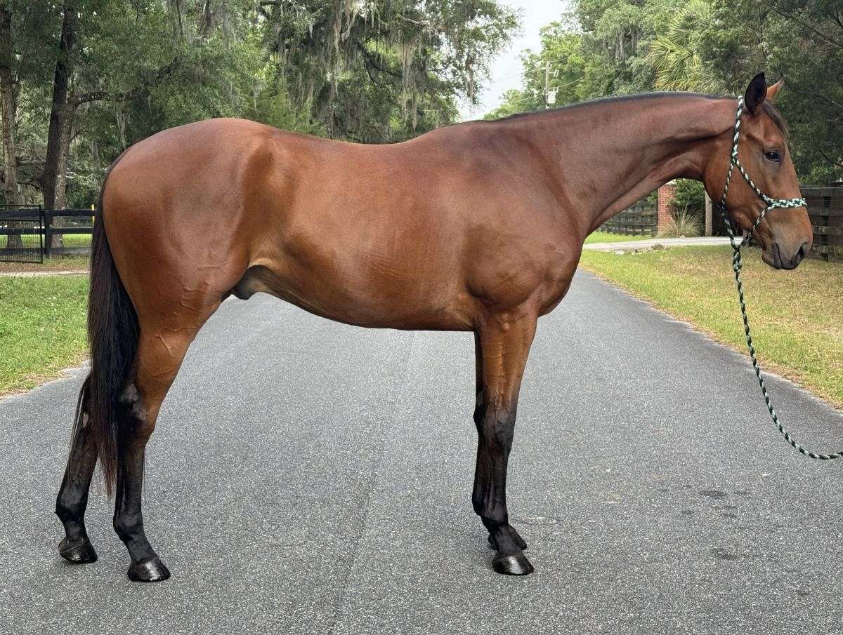 Unraced and Unstarted Wb Dupe!