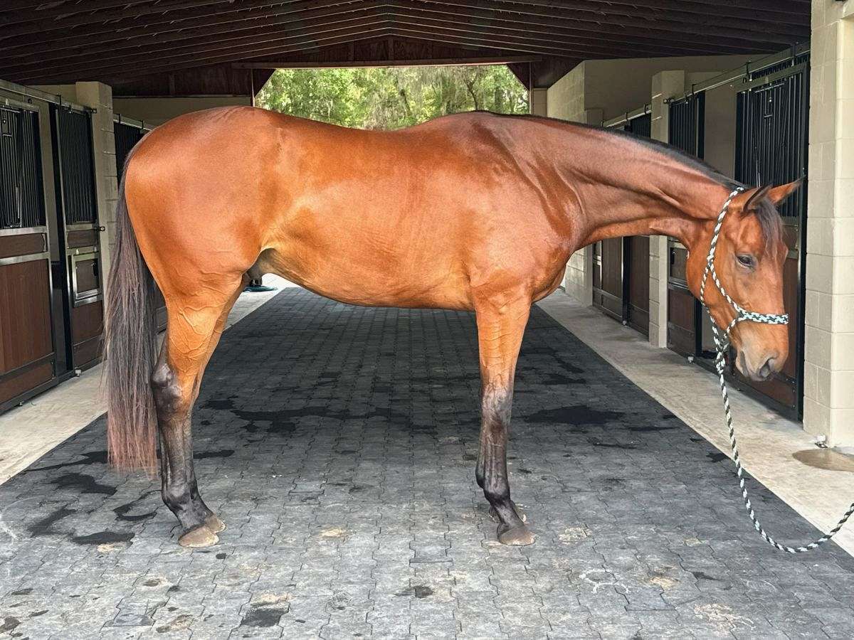 Unraced and Unstarted Wb Dupe!