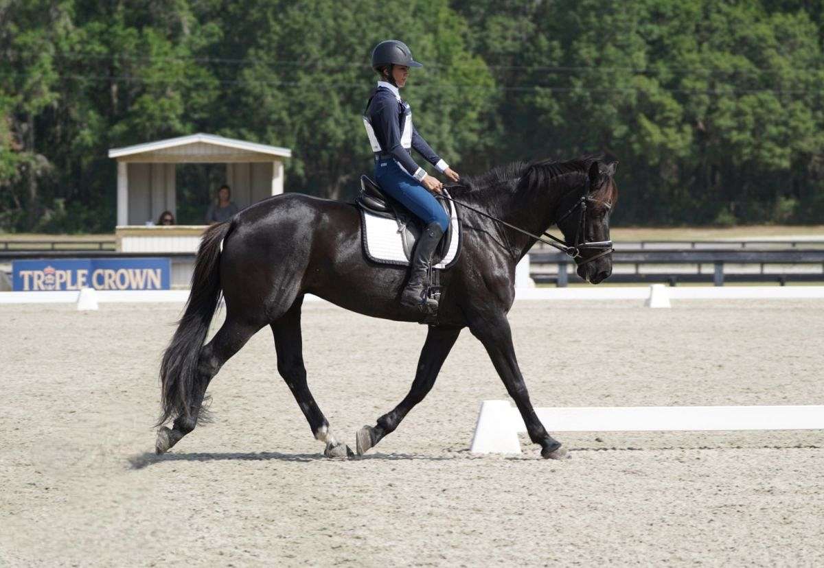 Eventer Packer, Ready to Show His New Rider the Ropes.