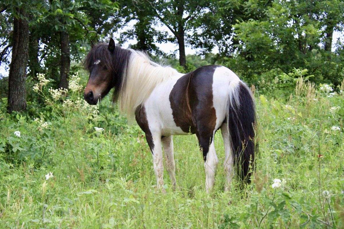 Rico- Miniature Stallion