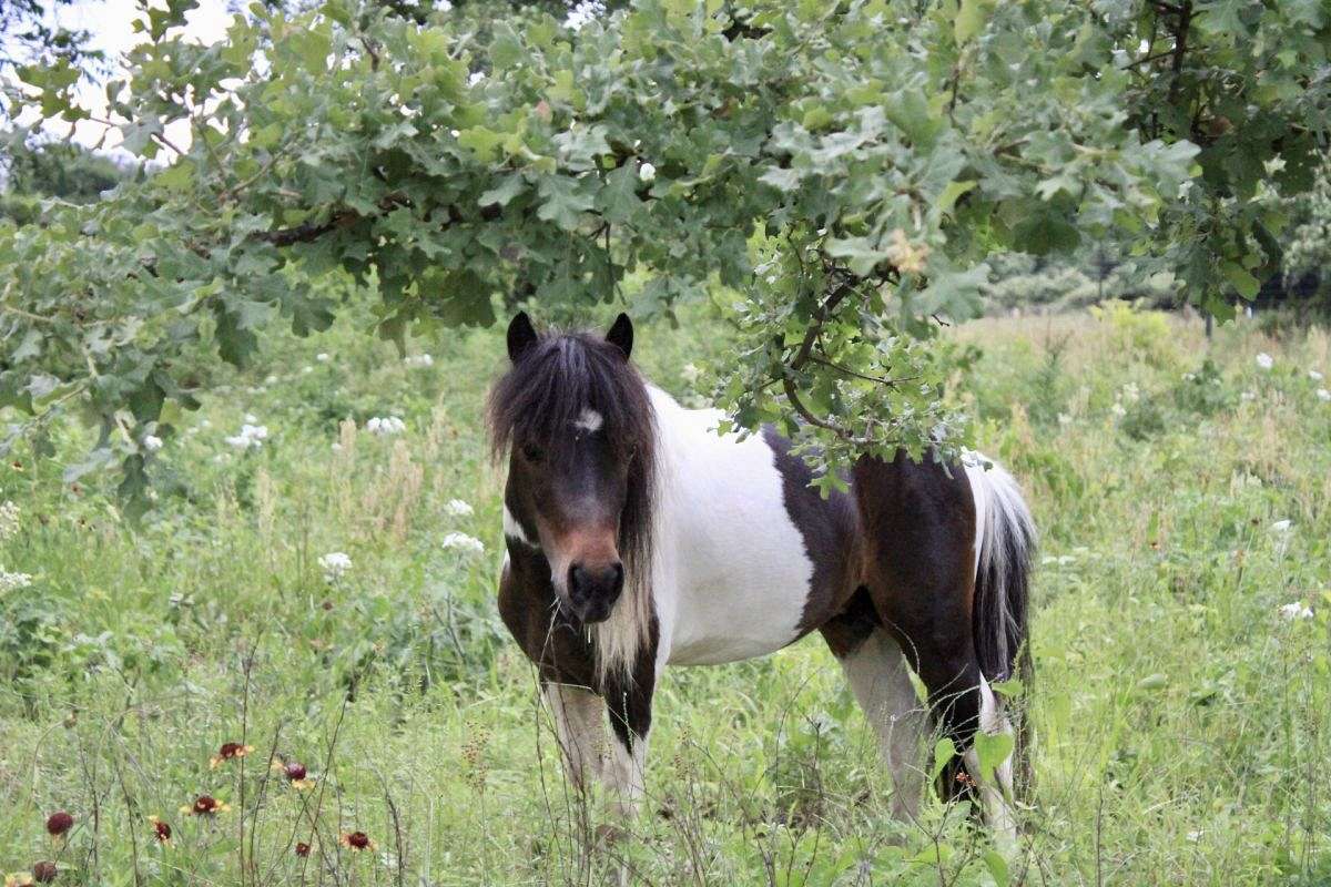 Rico- Miniature Stallion