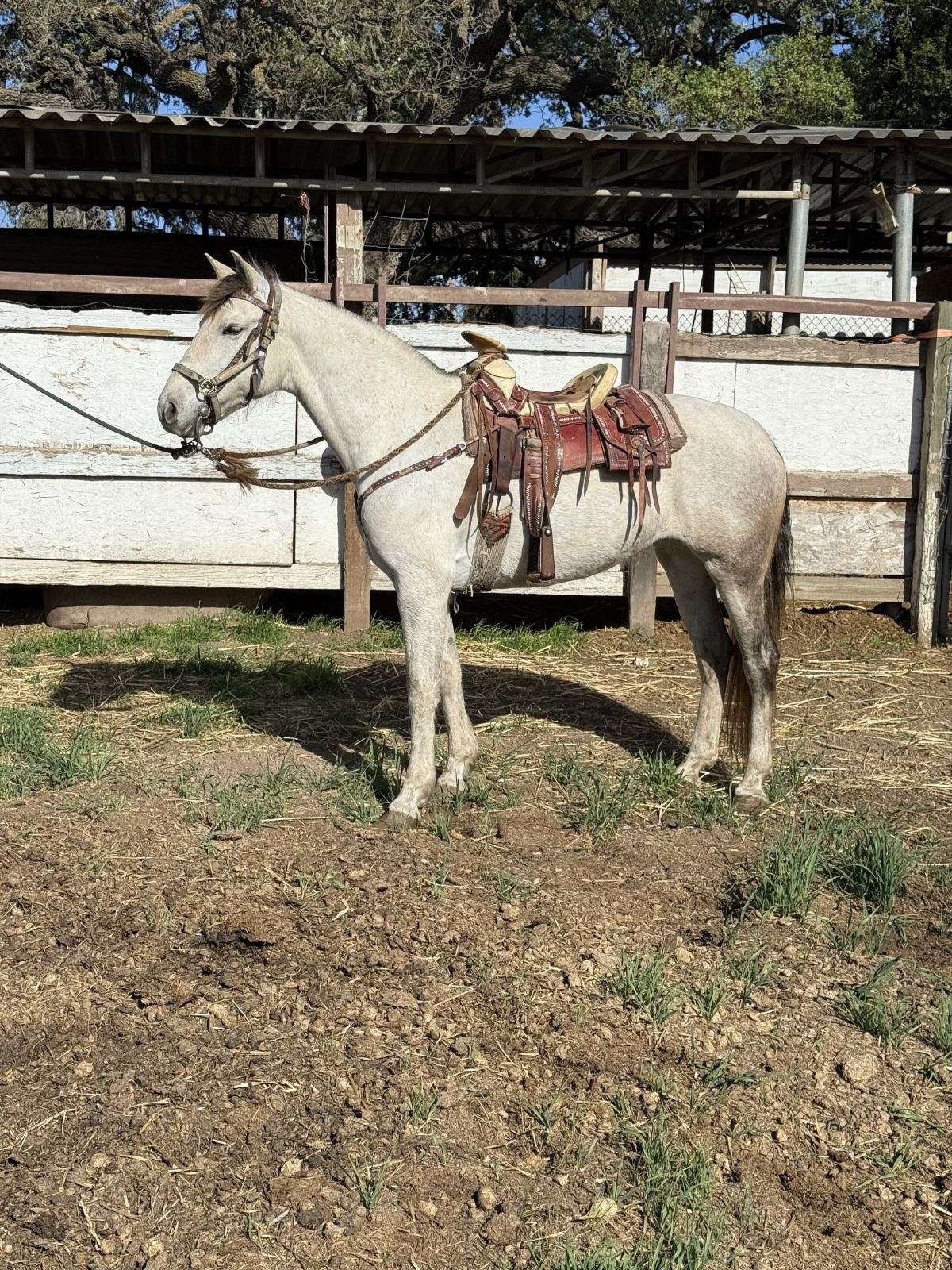 Beautiful Calm Azteca Mare for Sale 5500 Obo
