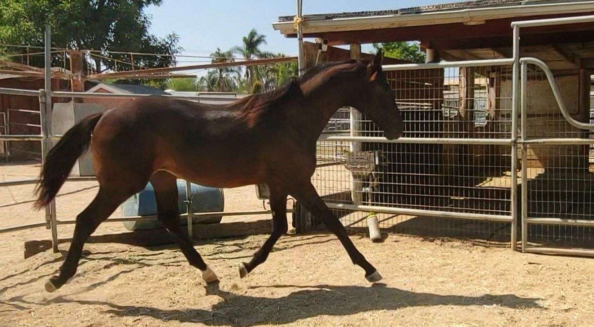 Big! 13 Mo Thoroughbred Street Life Colt Huge Racing, Dressage, Jumping