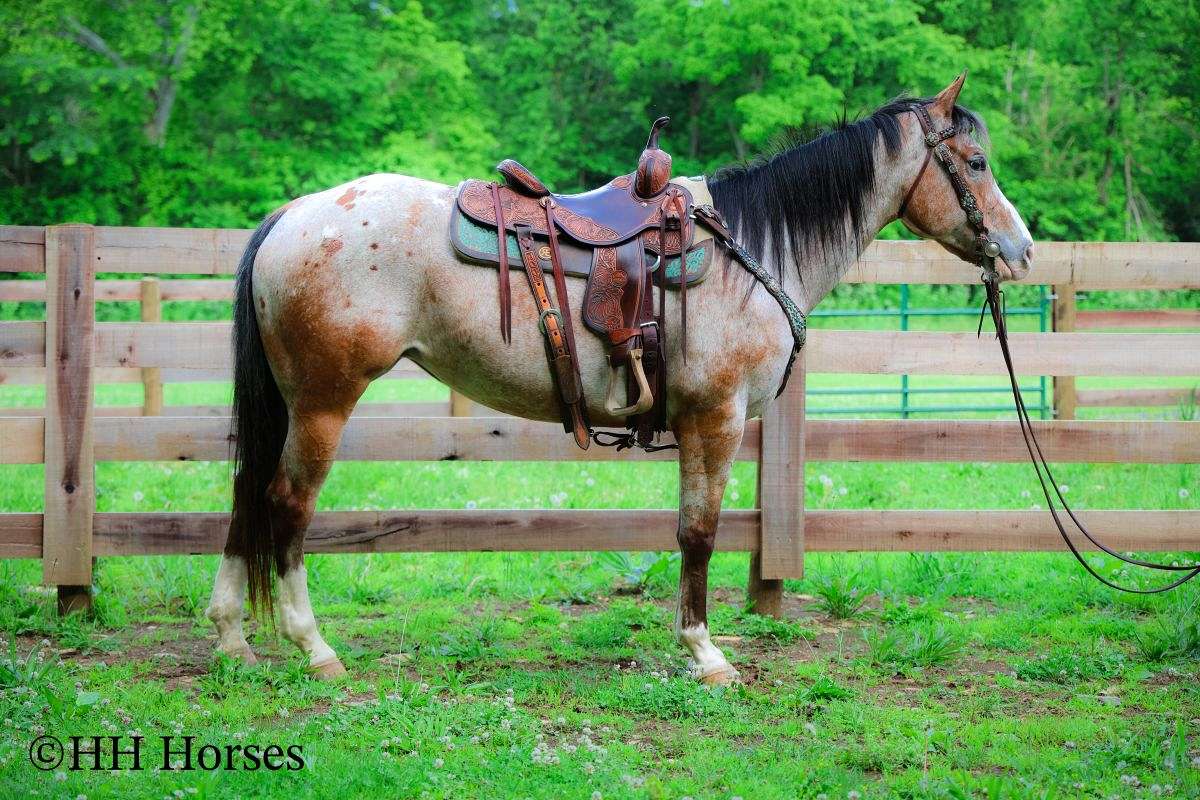 Beginner and Youth Friendly Varnish Roan Appaloosa Mare, Anyone Can Ride