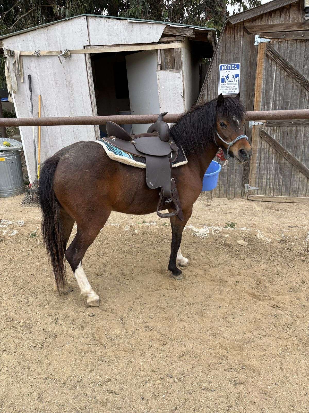 Betty the Project Pony With Great Potential