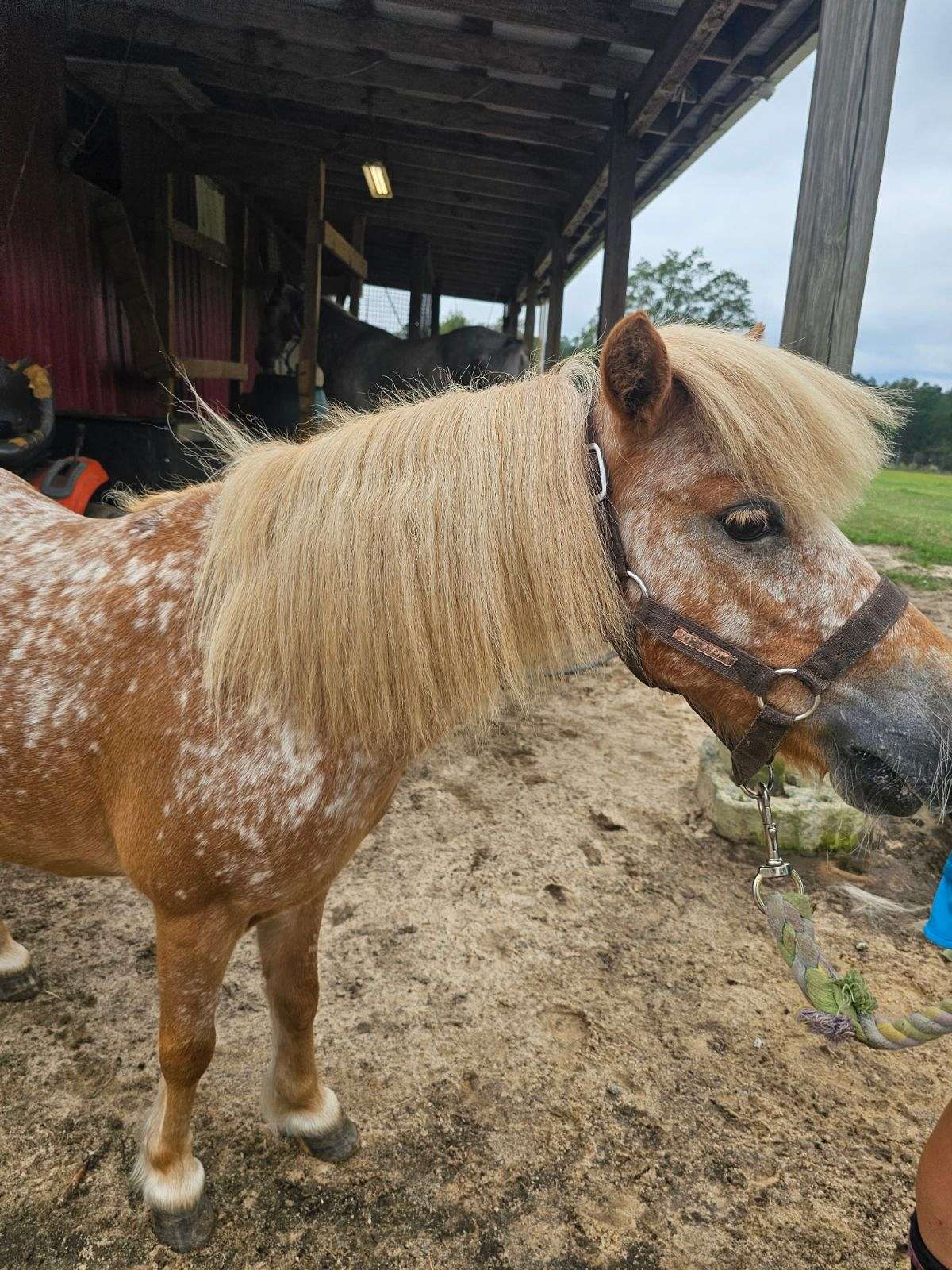 Mini Pony Gelding