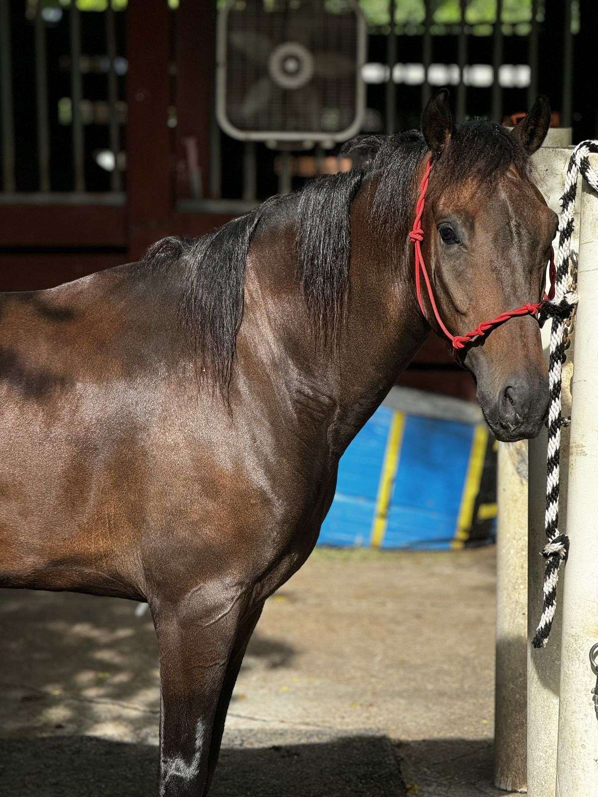 Proven Paso Fino Performance Gelding With Trail Experience