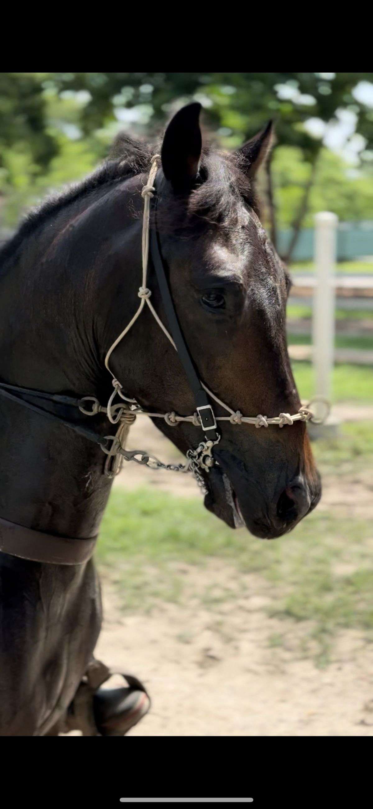 Proven Paso Fino Performance Gelding With Trail Experience