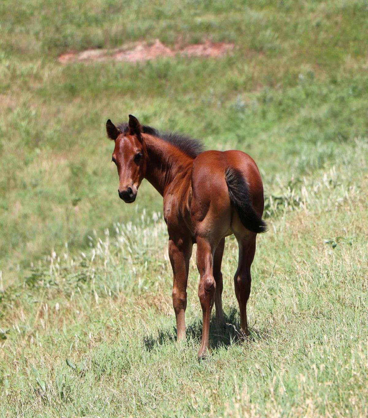 Grandson of Gallo Del Cielo X Playgun - Stallion Prospect!