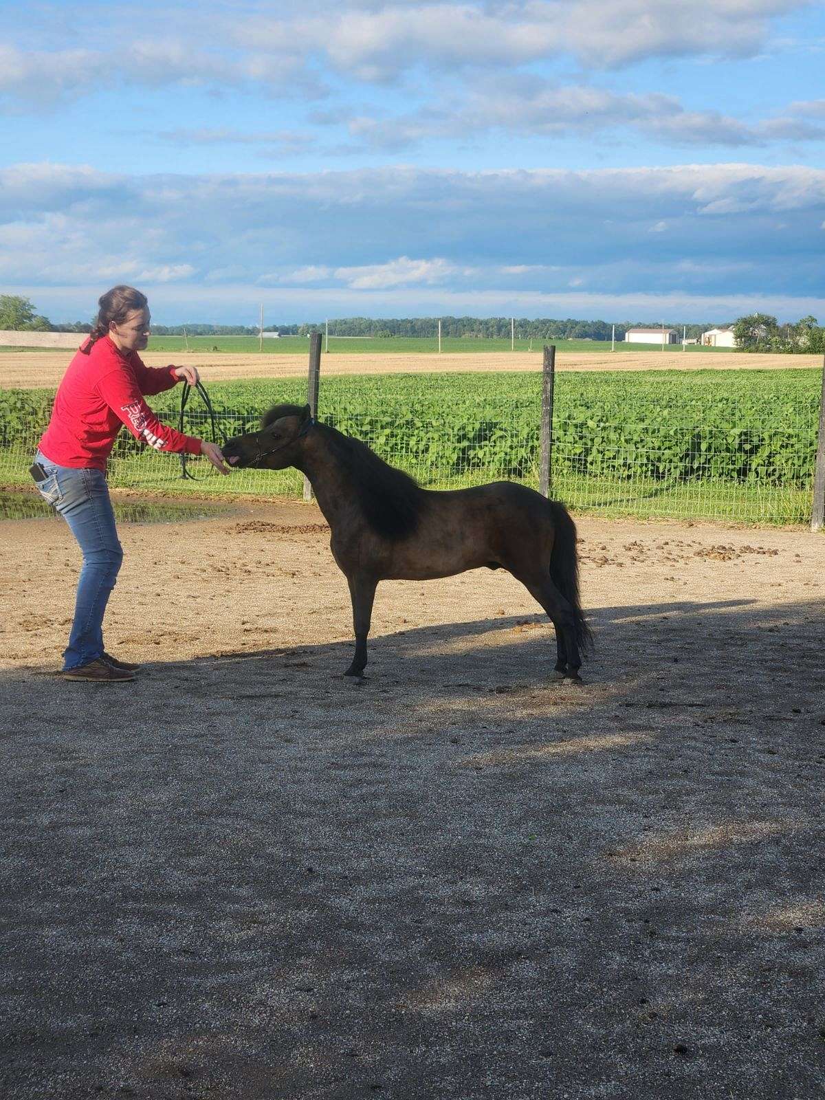 AMHA/AMHR World Top 5 Stallion