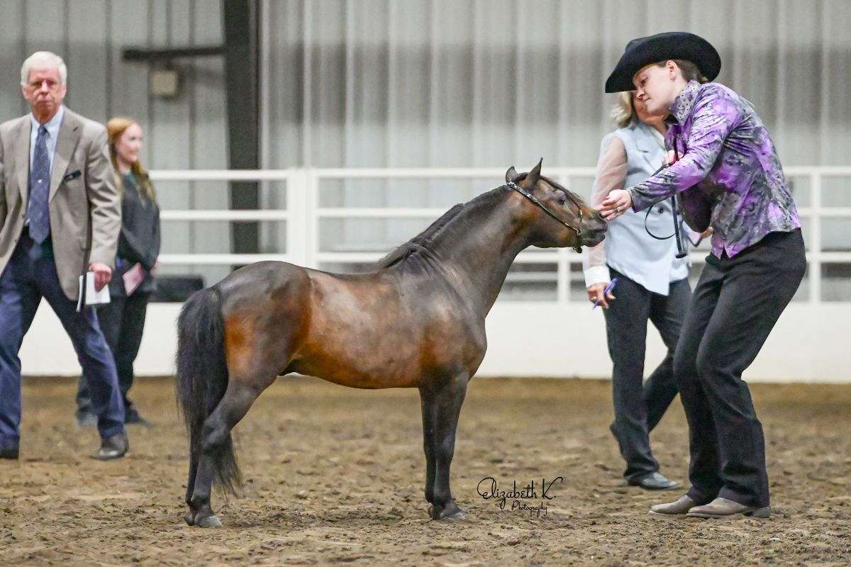 AMHA/AMHR World Top 5 Stallion