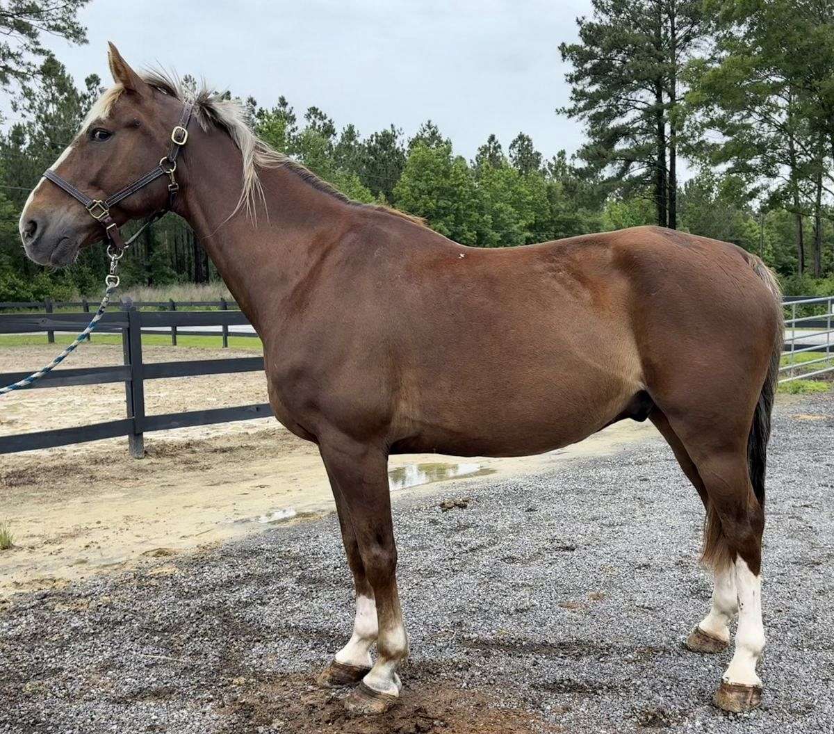 Belgian Morgan Gelding