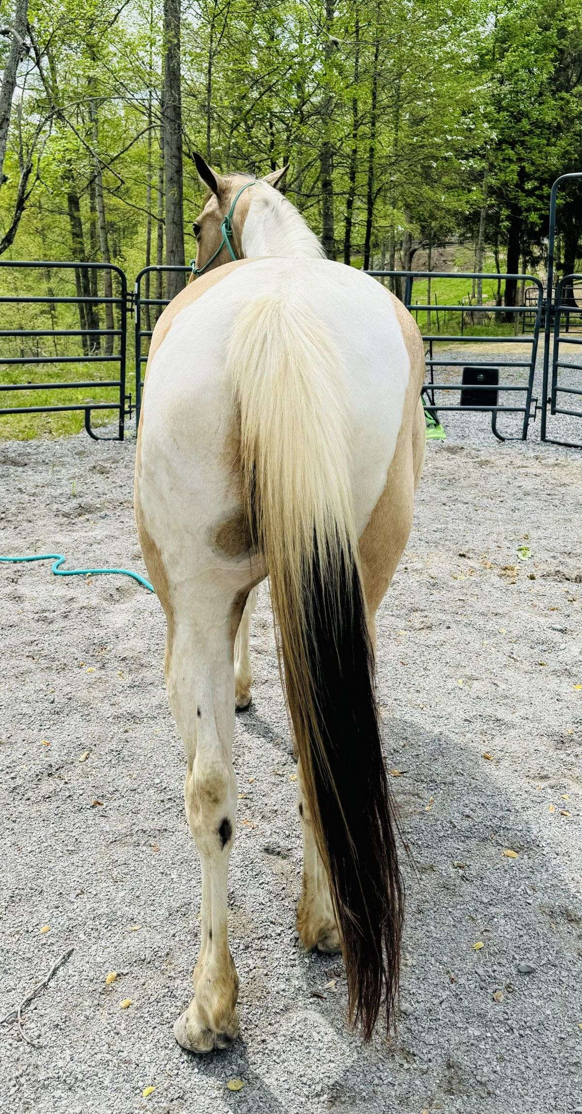 Buckskin Paint Mare – Light Trail or Companion – Sweet Temperament