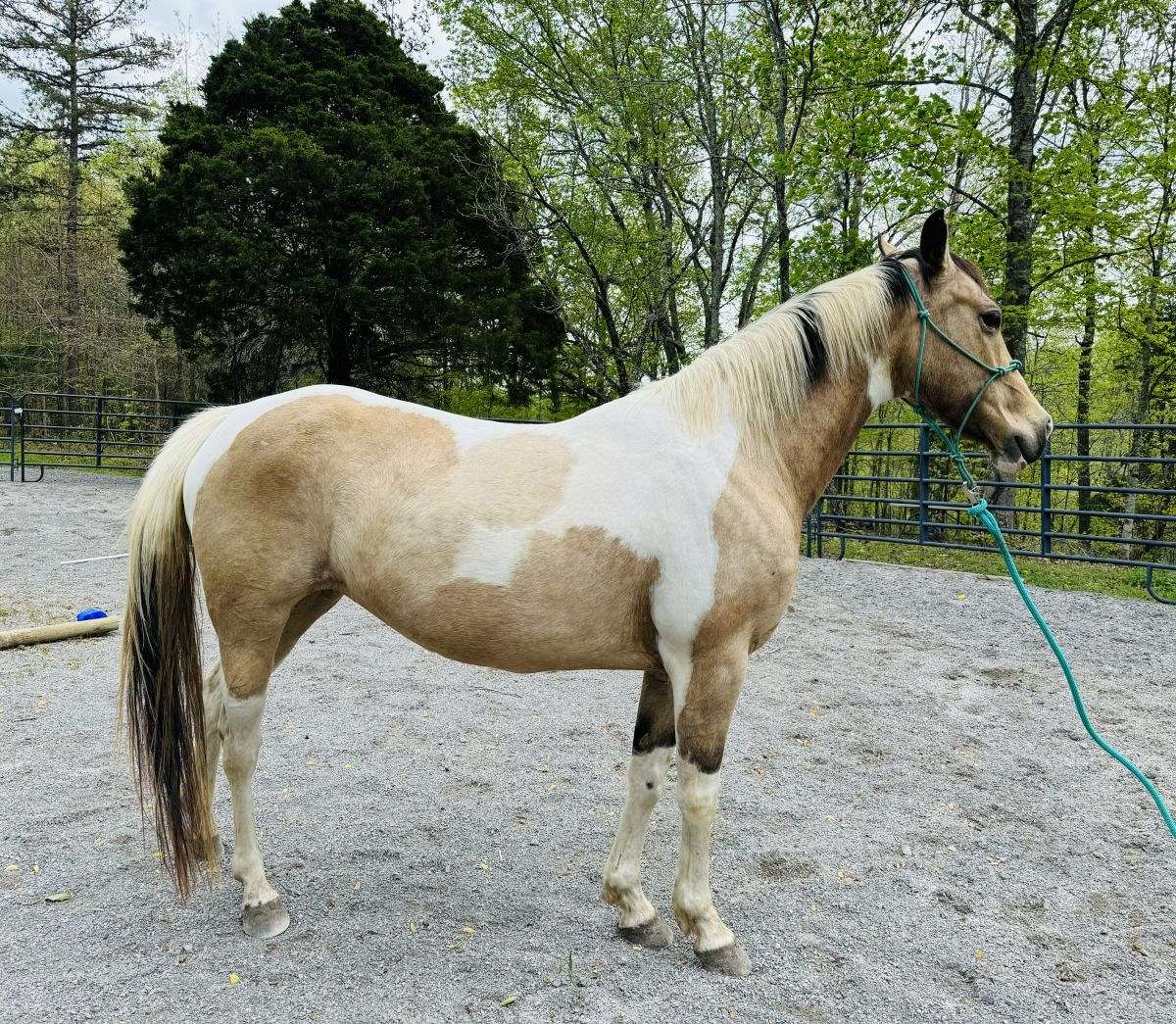 Buckskin Paint Mare – Light Trail or Companion – Sweet Temperament