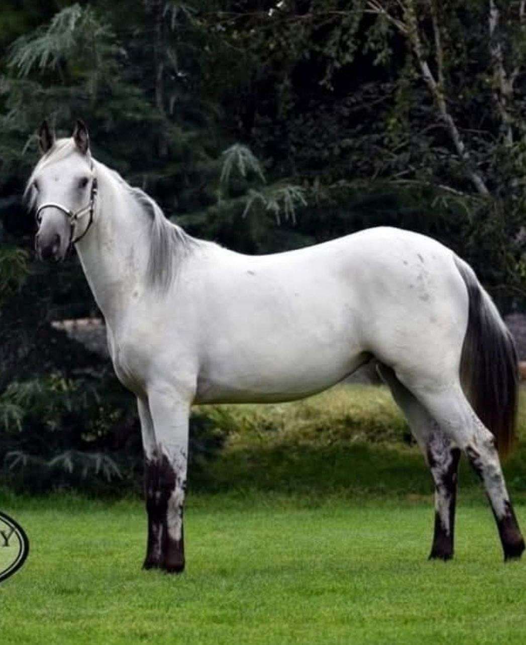 Color Producing Stallion