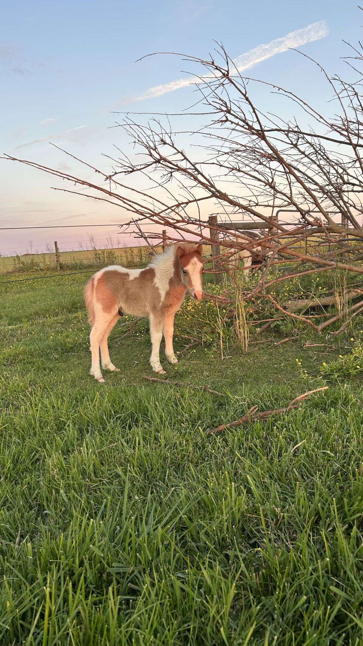 Brady Cute Mini Colt for Sale