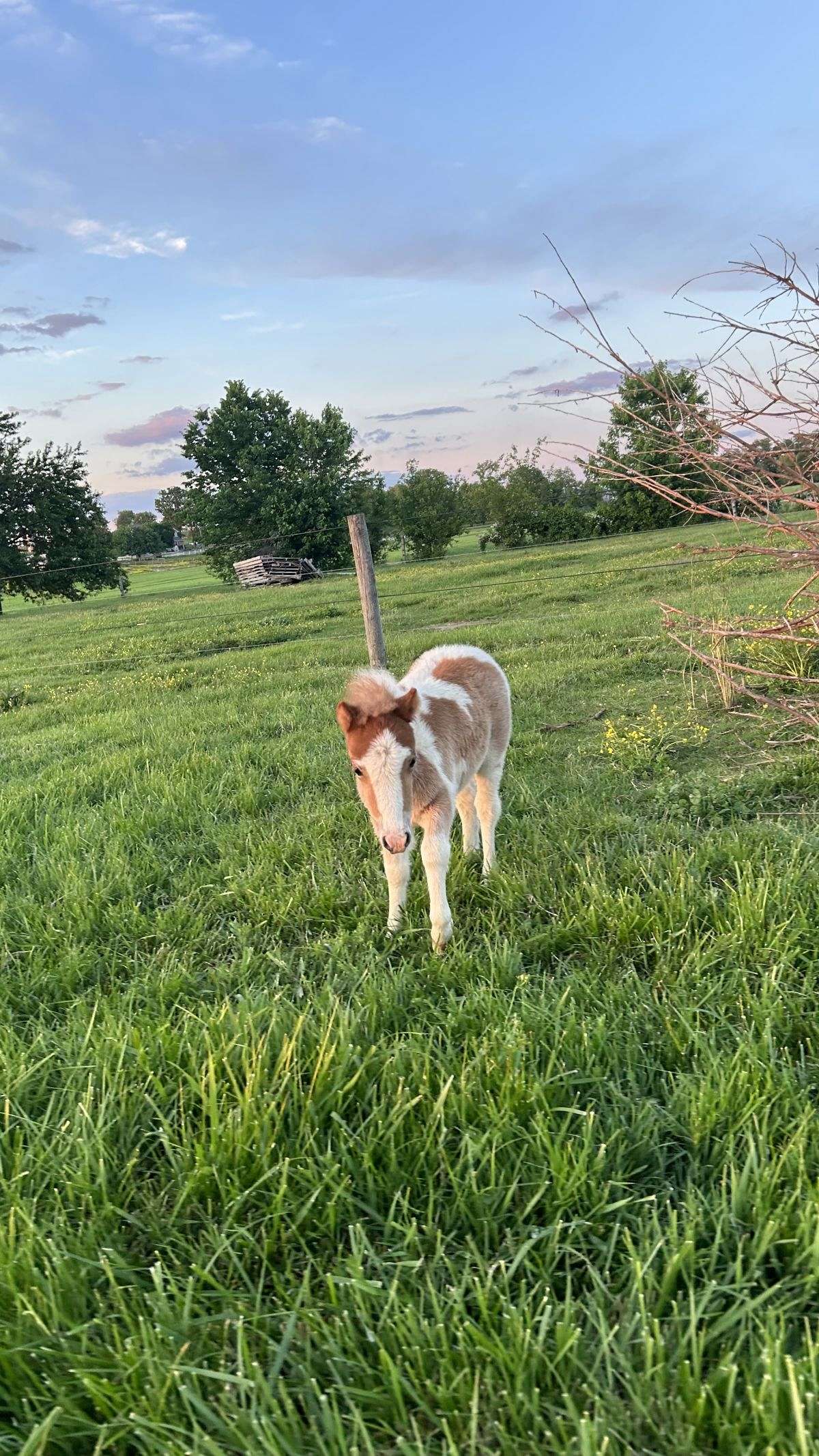 Brady Cute Mini Colt for Sale