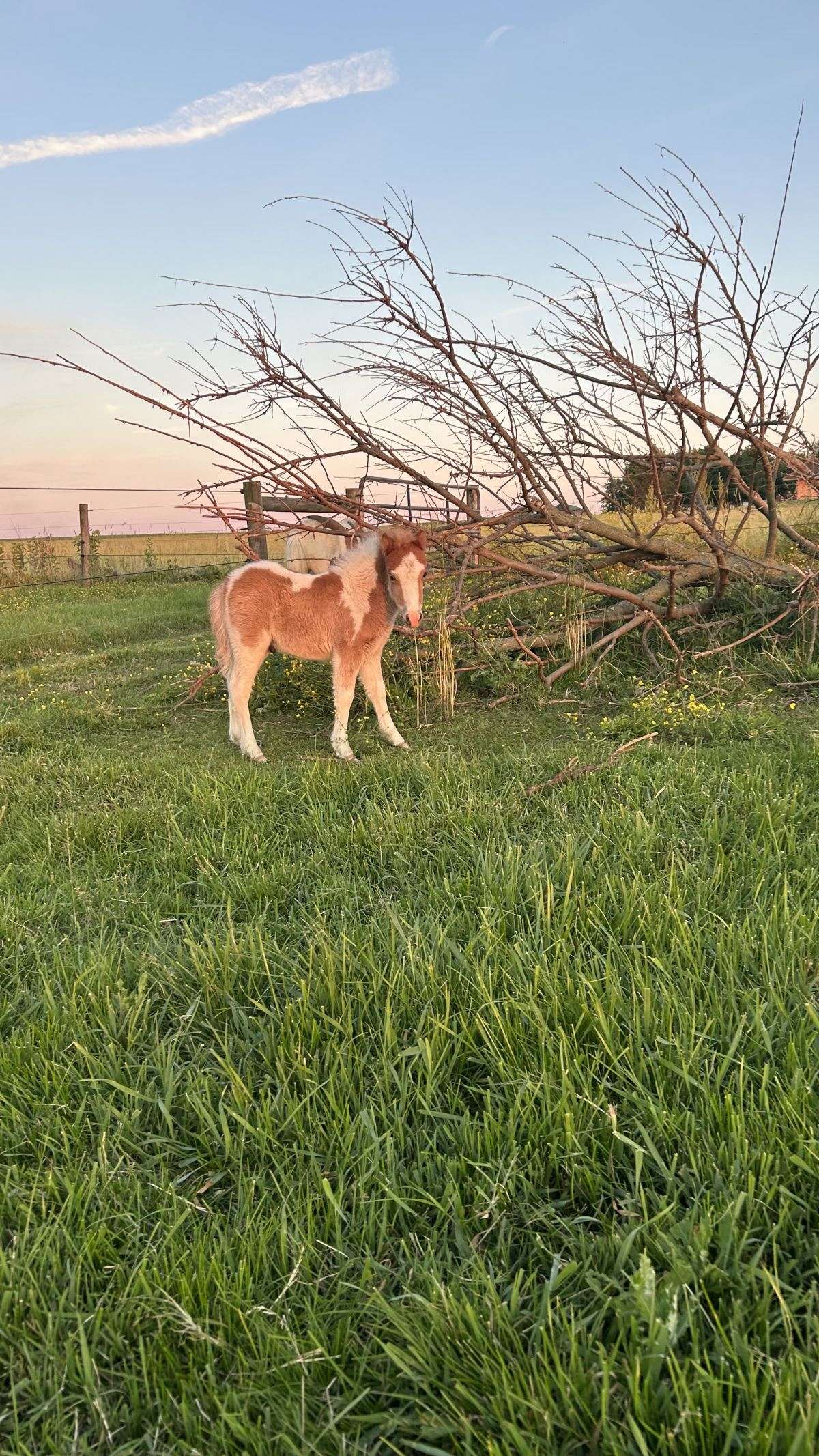 Brady Cute Mini Colt for Sale