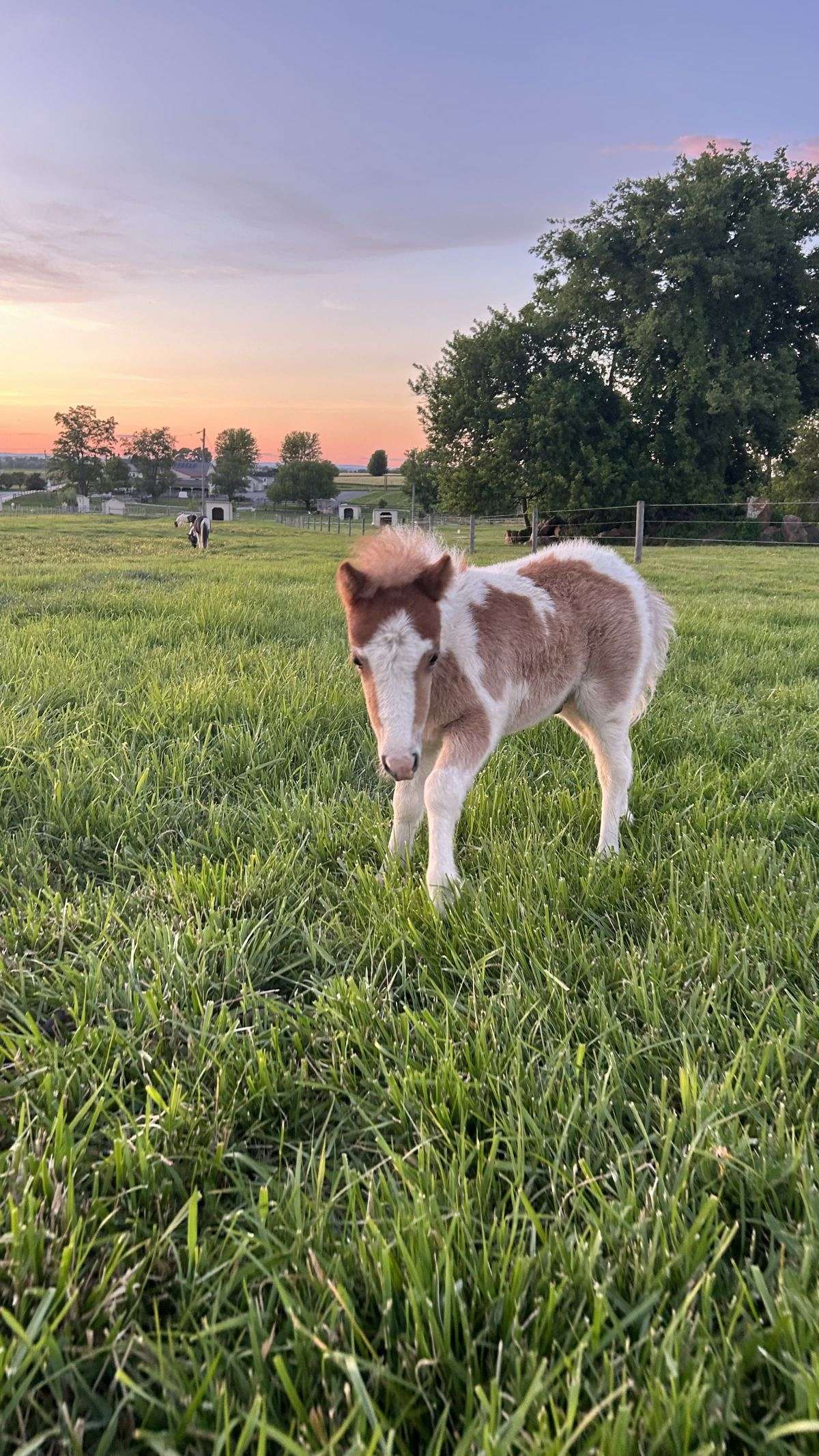 Brady Cute Mini Colt for Sale