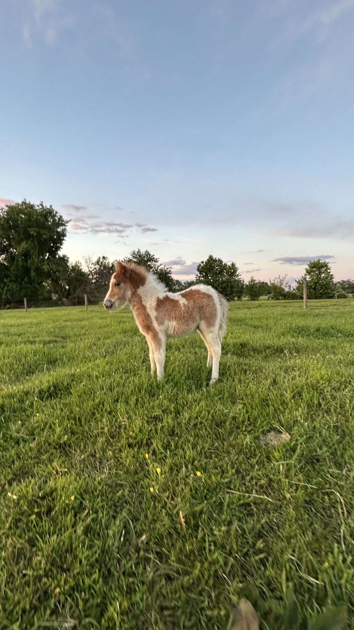 Brady Cute Mini Colt for Sale