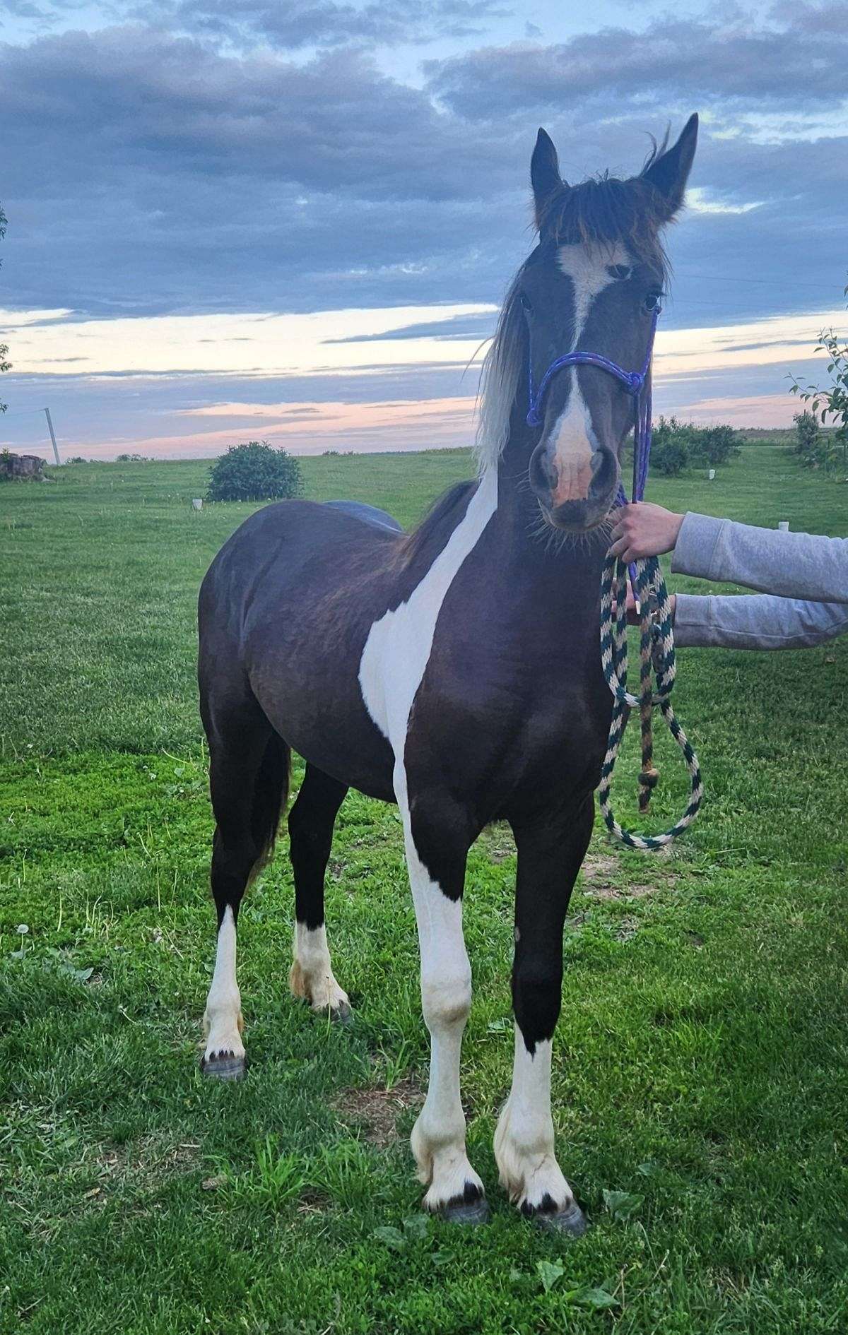Rare Baroque Pinto - Warmblood Filly