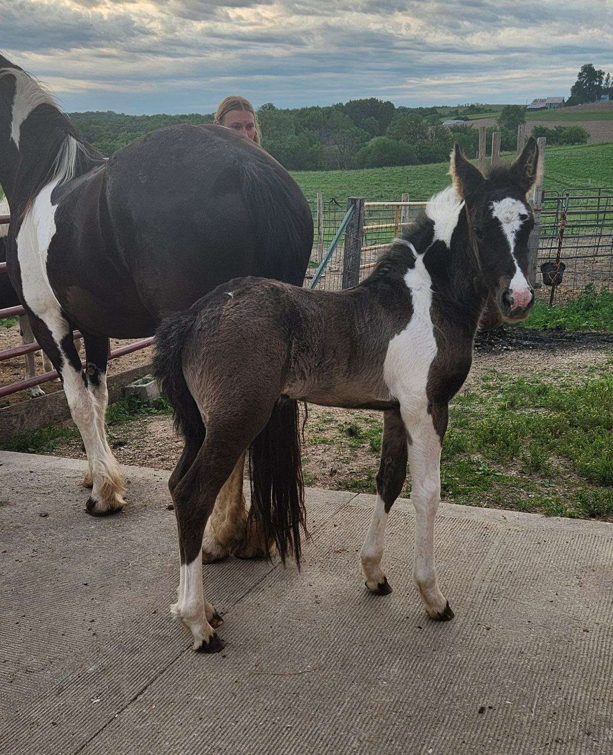 Rare Baroque Pinto - Warmblood Filly